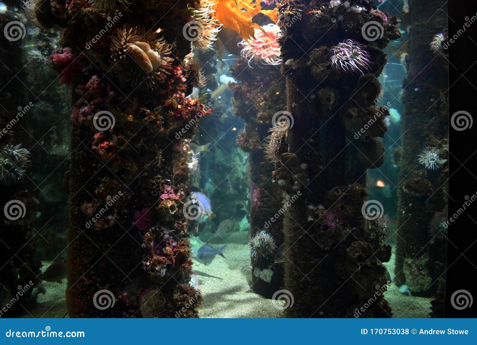 Pier Pylon with Other Sea Life Stock Photo - Image of tropical ...