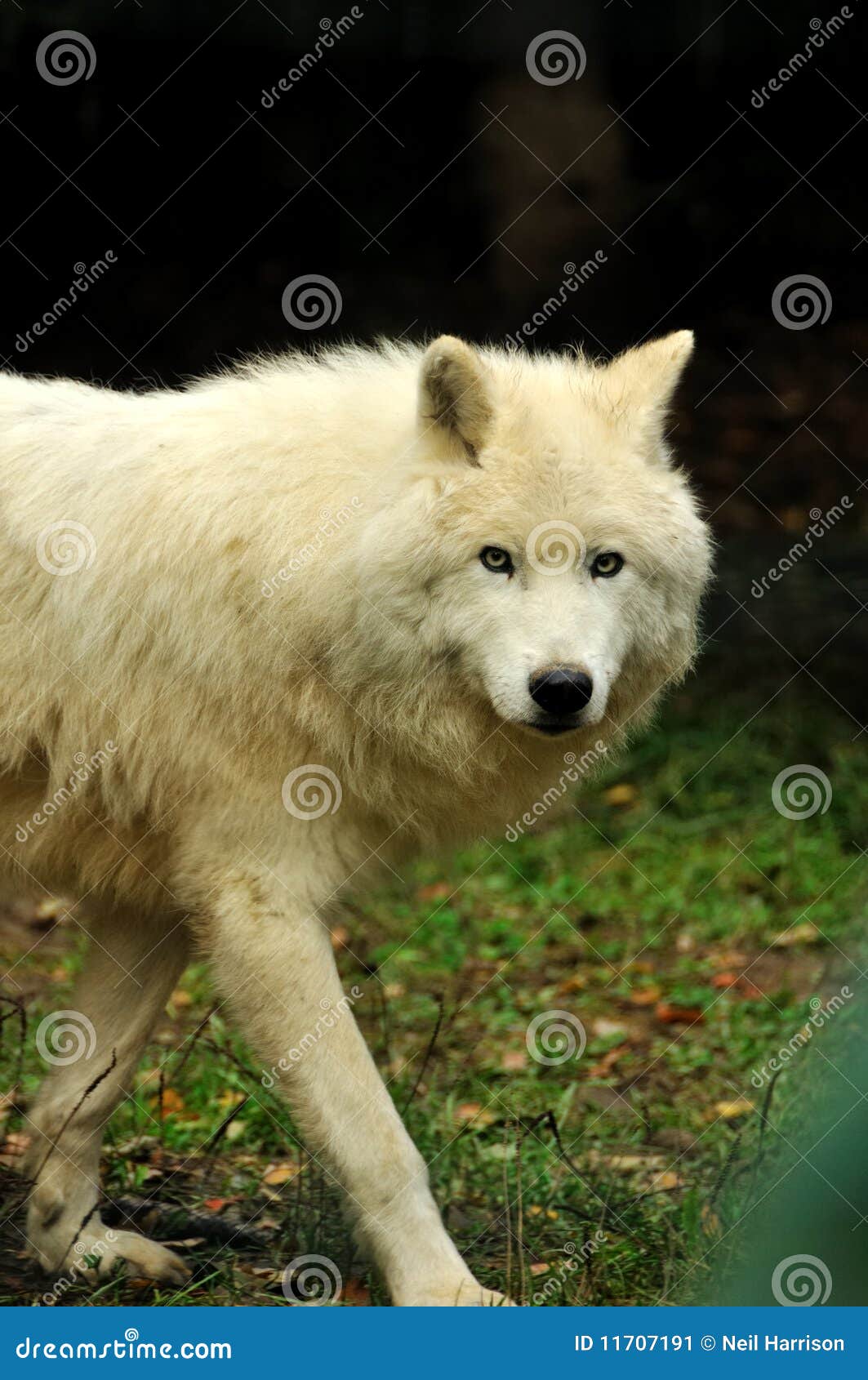 The Piercing Eyes of an Arctic Wolf Stock Image - Image of pack, hunter ...