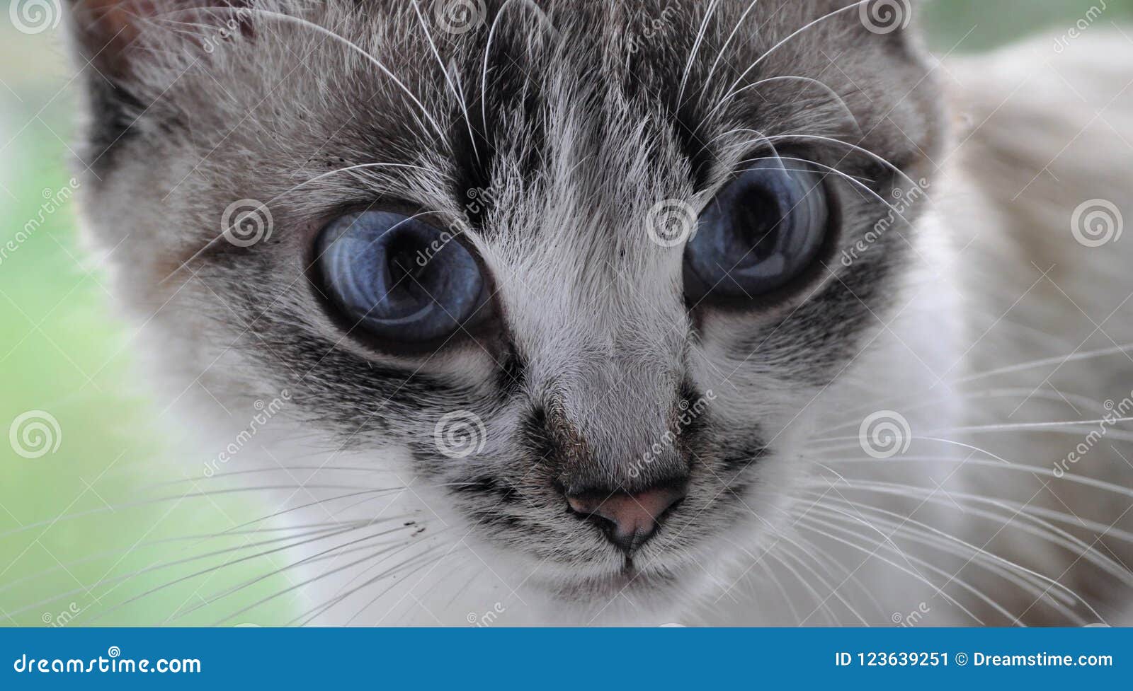 Piercing Glance of Siamese Cat Stock Image - Image of kitten, think ...