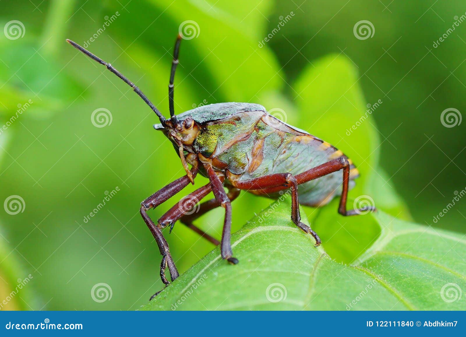 Proboscis of a bug stock photo. Image of insect, leave - 122111840