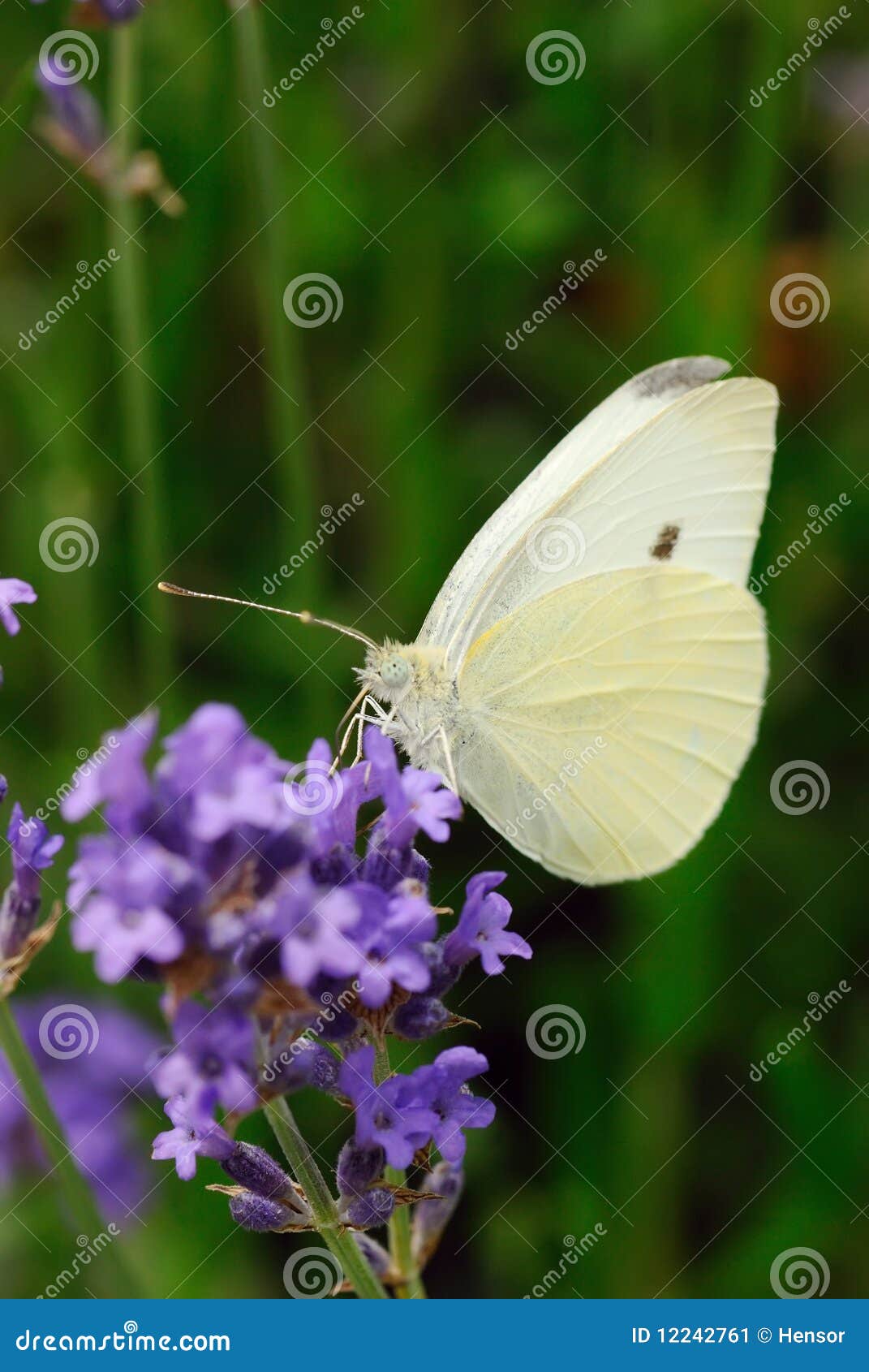 Pieridae stock image. Image of butterfly, antenna, ocellus - 12242761