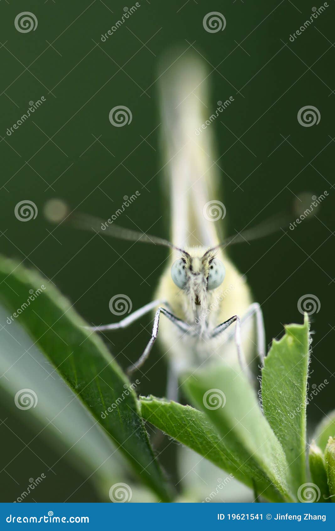 Pieridae butterfly stock image. Image of butterfly, closeup - 19621541