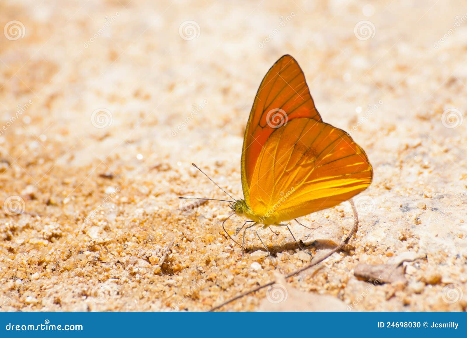 Pieridae Butterfly Gathering Water Stock Photo - Image of summer ...