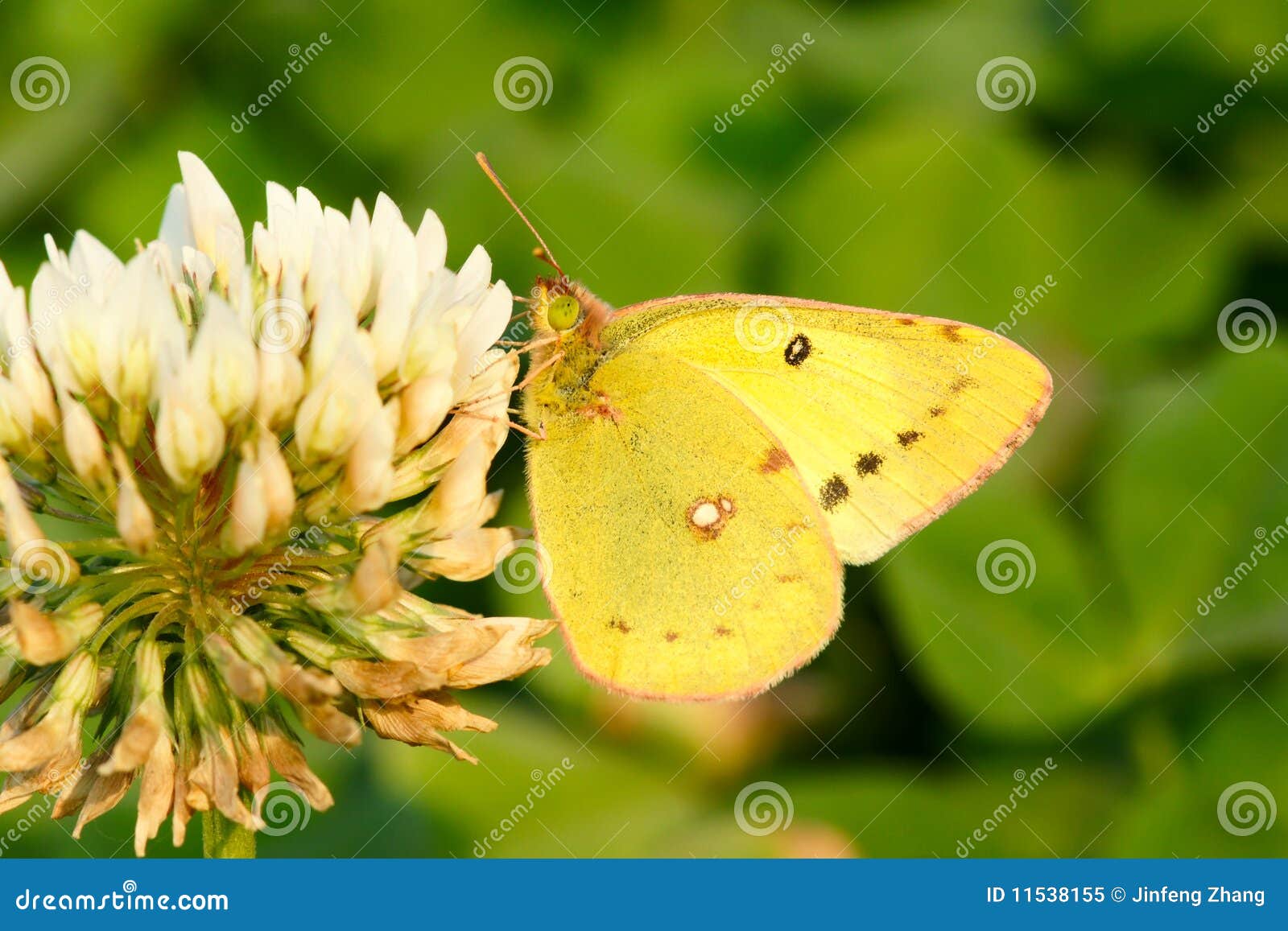 Pieris stock image. Image of natural, feeler, speckle - 11538155