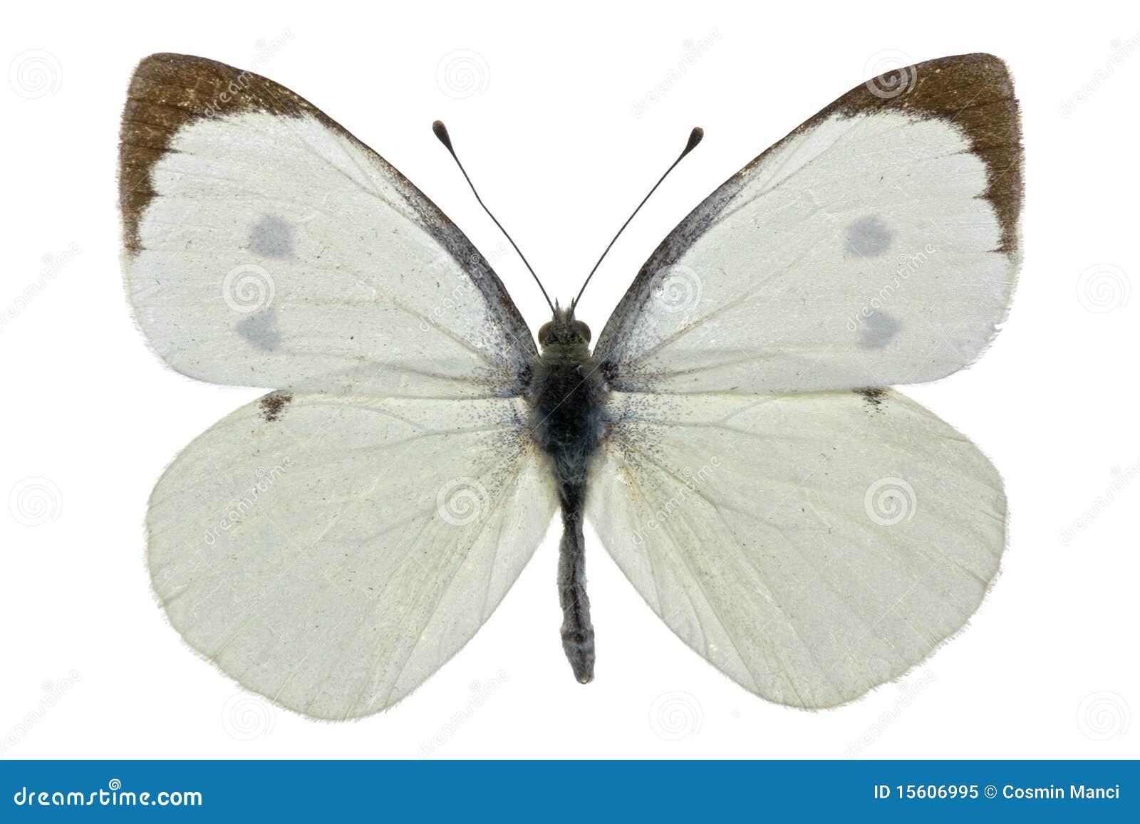 Pieris Brassicae Caterpillar Royalty-Free Stock Photography ...