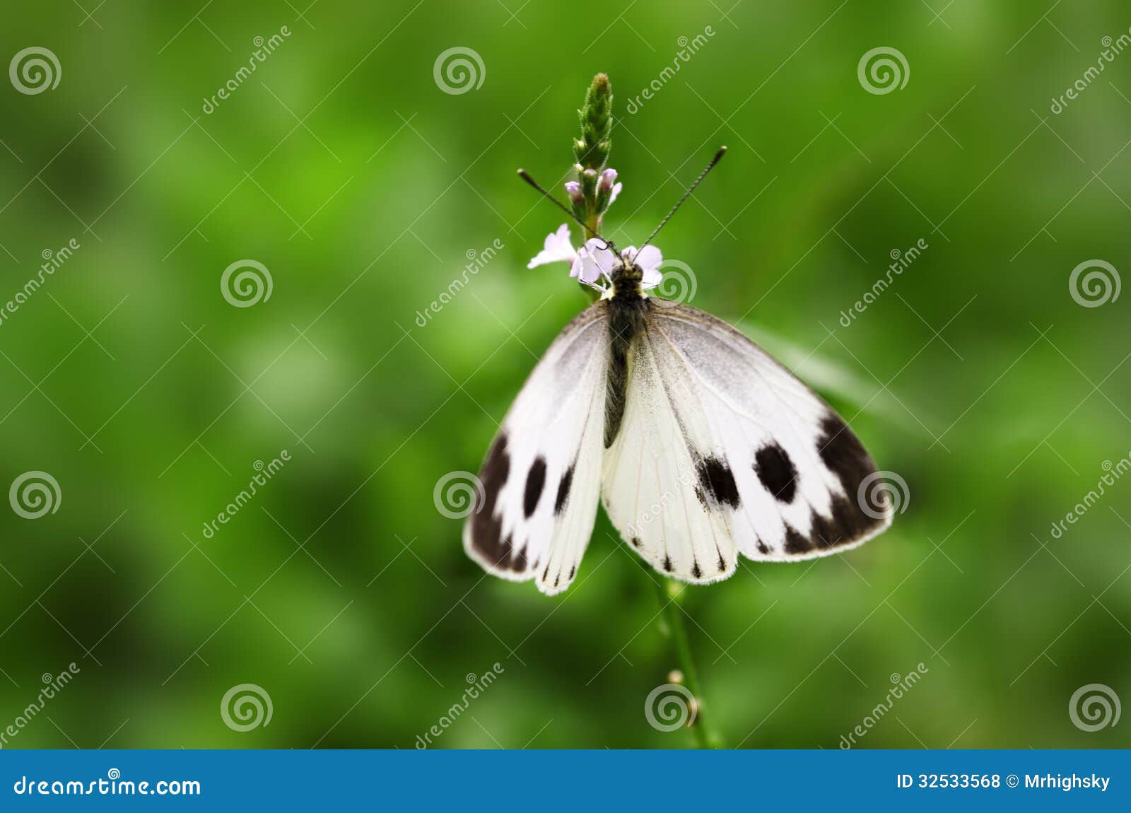 Pieris brassicae Closeup stock photo. Image of brassicae - 32533568