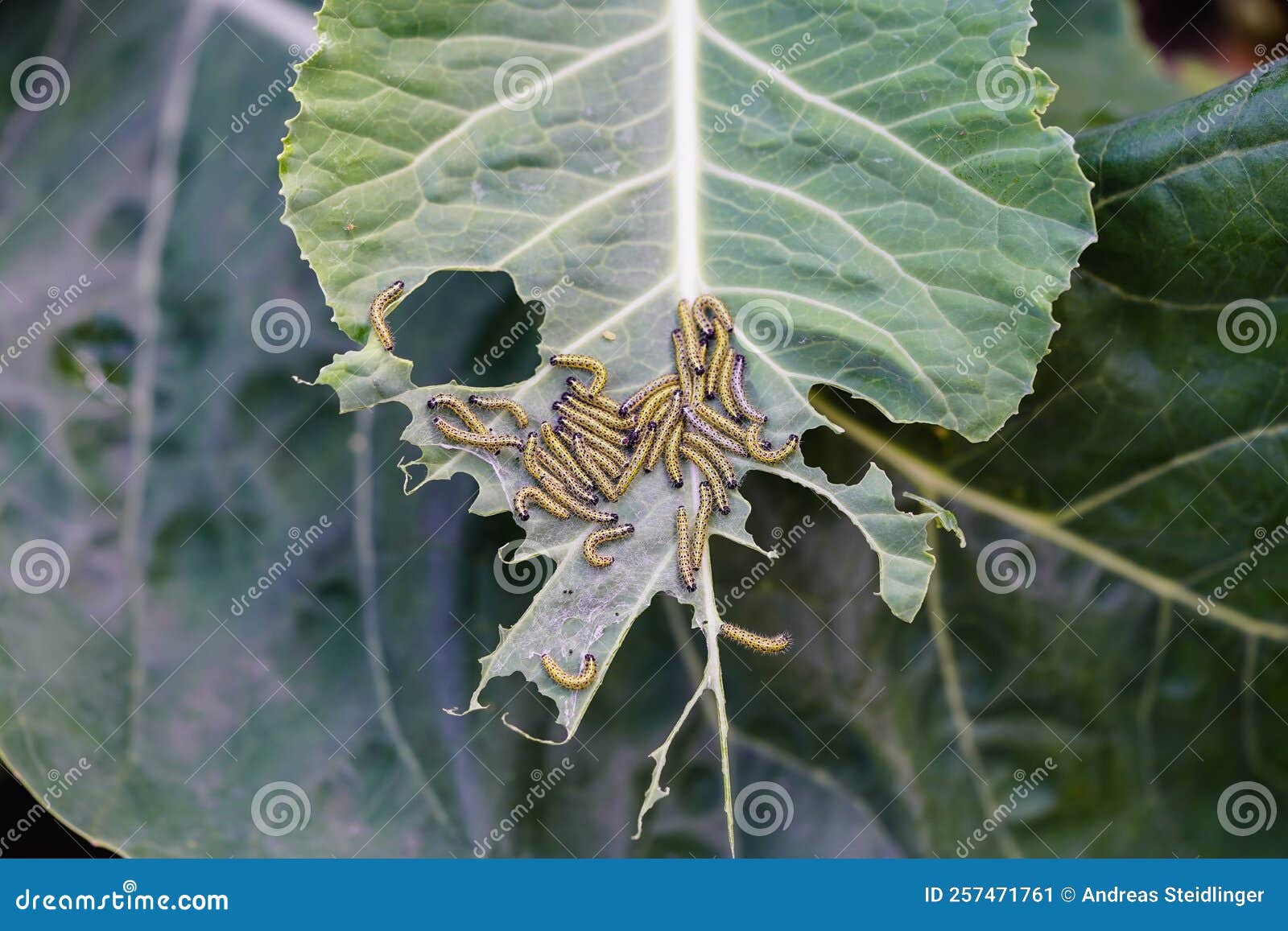 Pieris brassicae larvae stock image. Image of caterpillars - 257471761