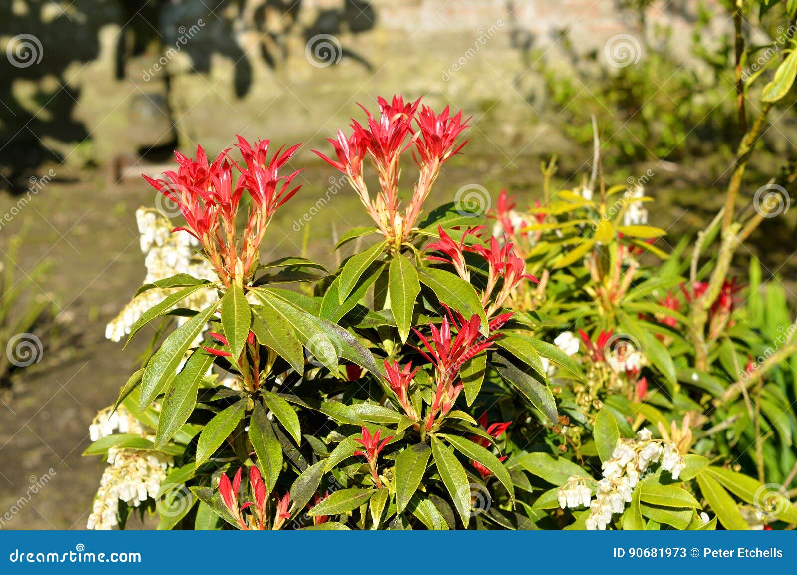 Pieris Forest Flame Garden Plant. Stock Photography | CartoonDealer.com ...