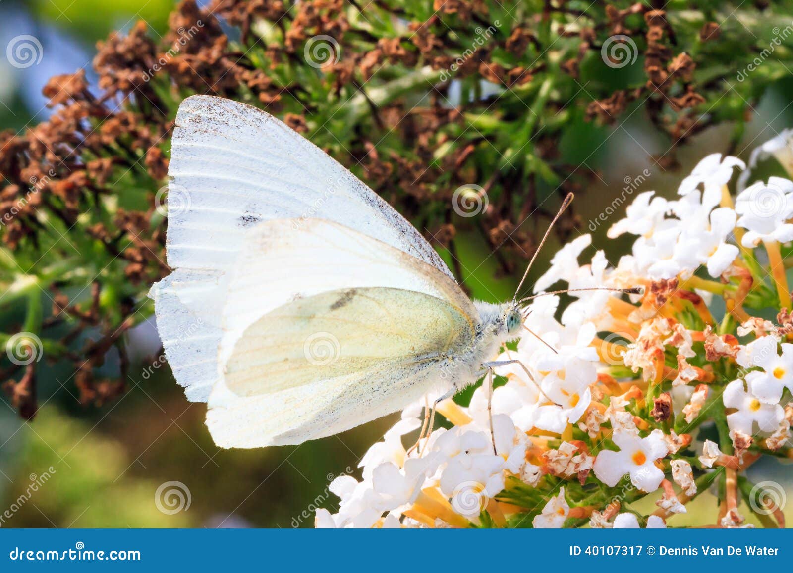 Pieris Napi stock image. Image of garden, bright, greenveined - 40107317