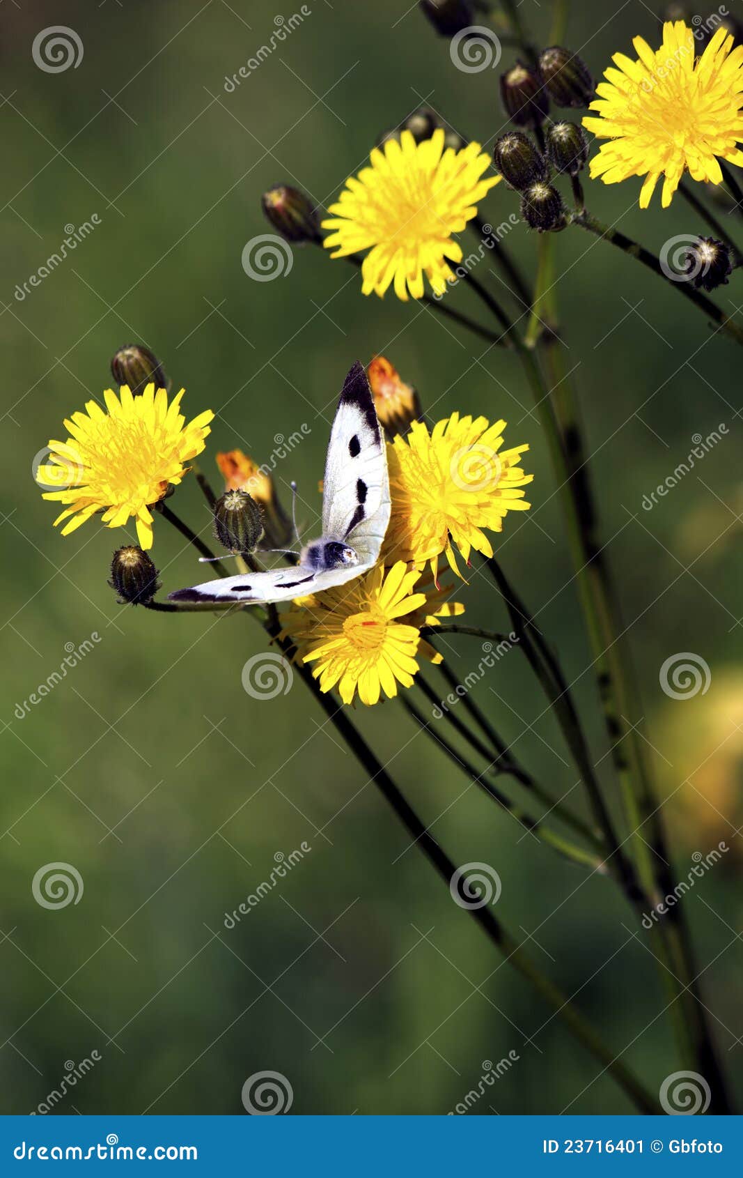Pieris rapae butterfly stock image. Image of cabbage - 23716401