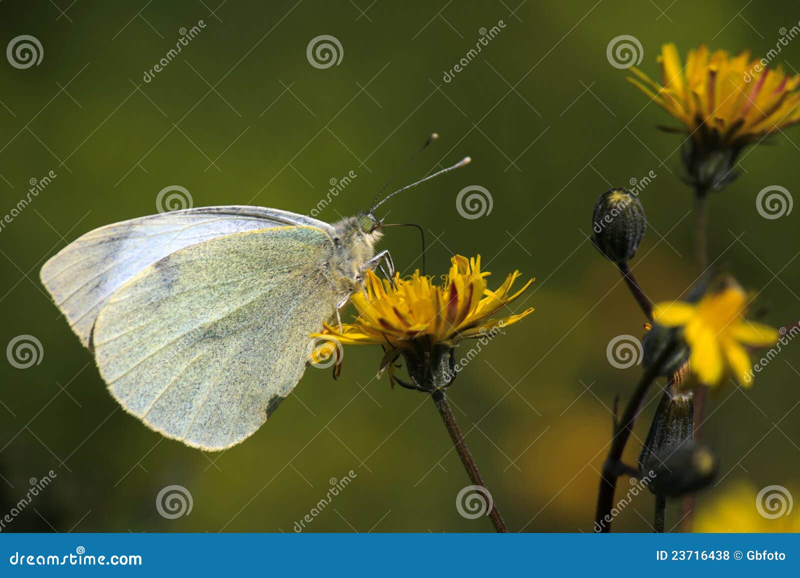 Pieris rapae butterfly stock photo. Image of antennae - 23716438