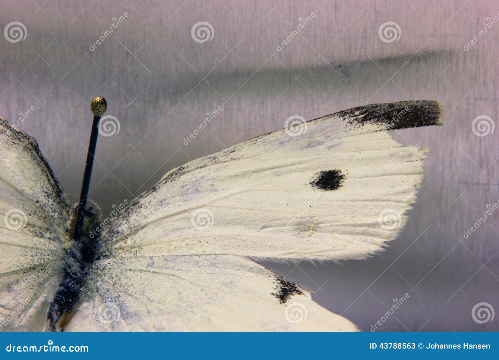 Pieris Rapae stock image. Image of focus, fixated, 2000s - 43788563