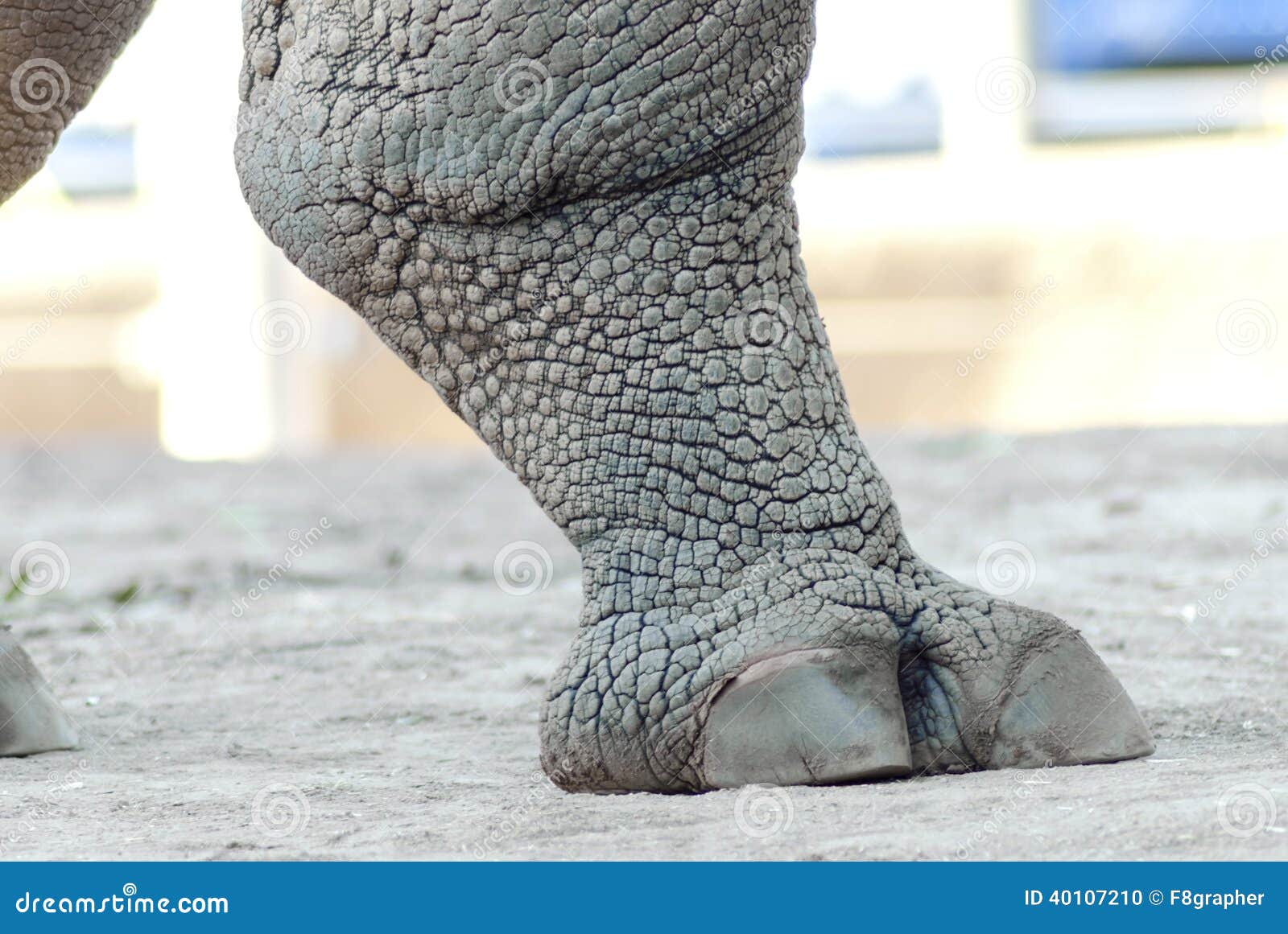Pierna del rinoceronte imagen editorial. Imagen de standing - 40107210