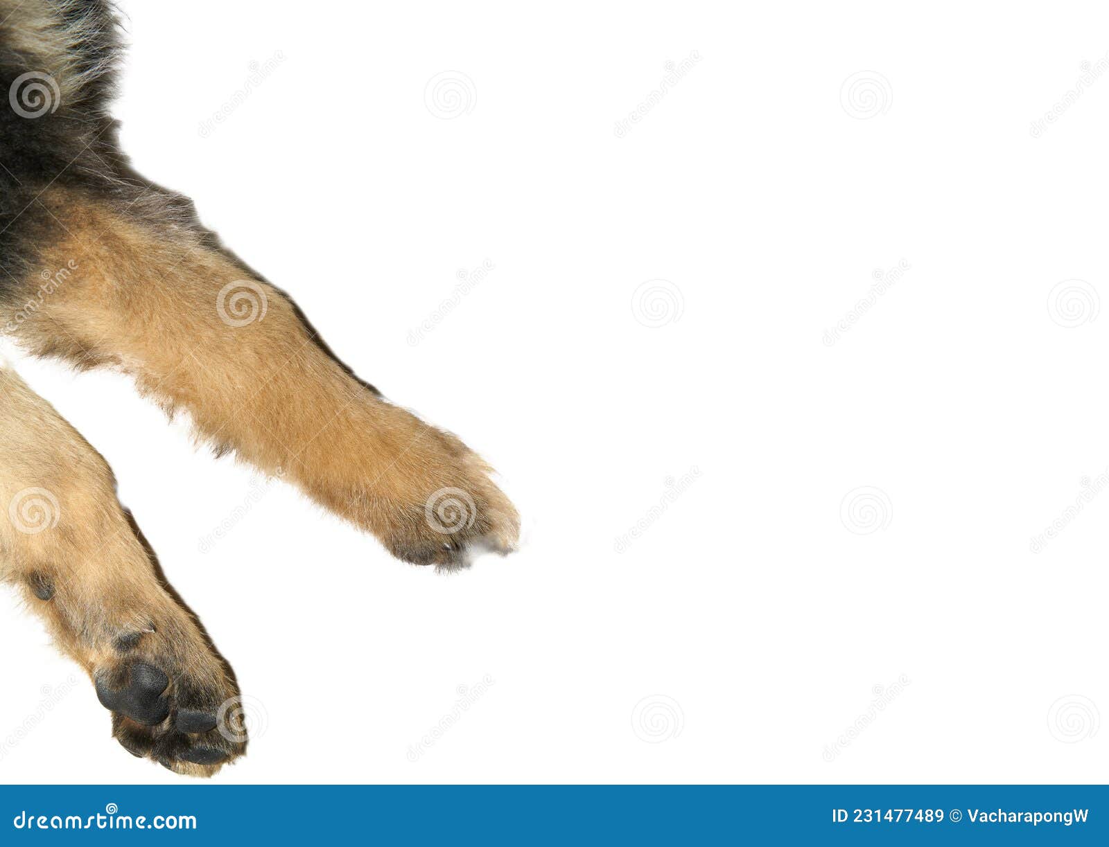 Piernas De Perro Delanteras Aisladas En Blanco Con Espacio De Copia ...