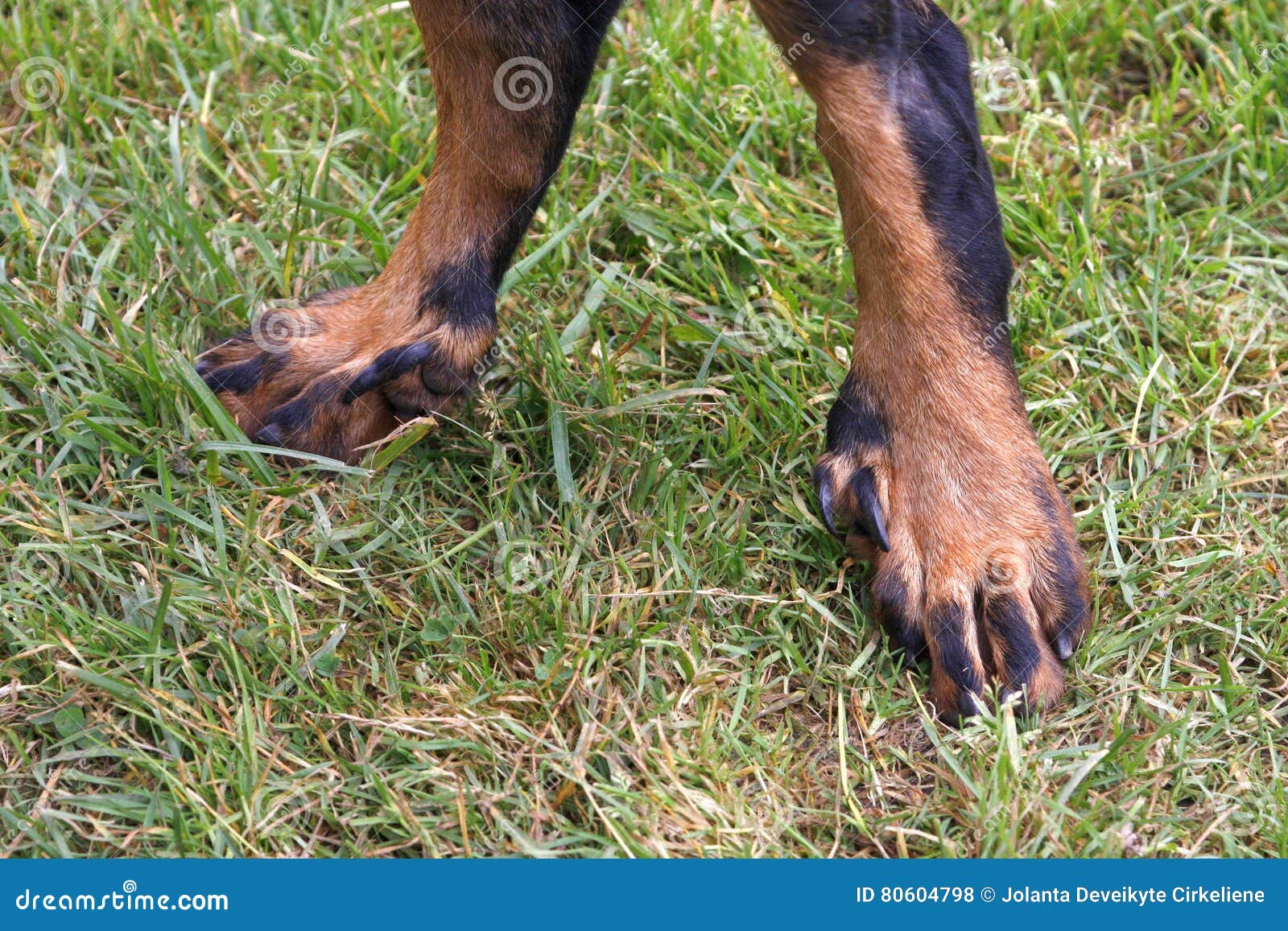 Piernas del perro foto de archivo. Imagen de alerta, nana - 80604798