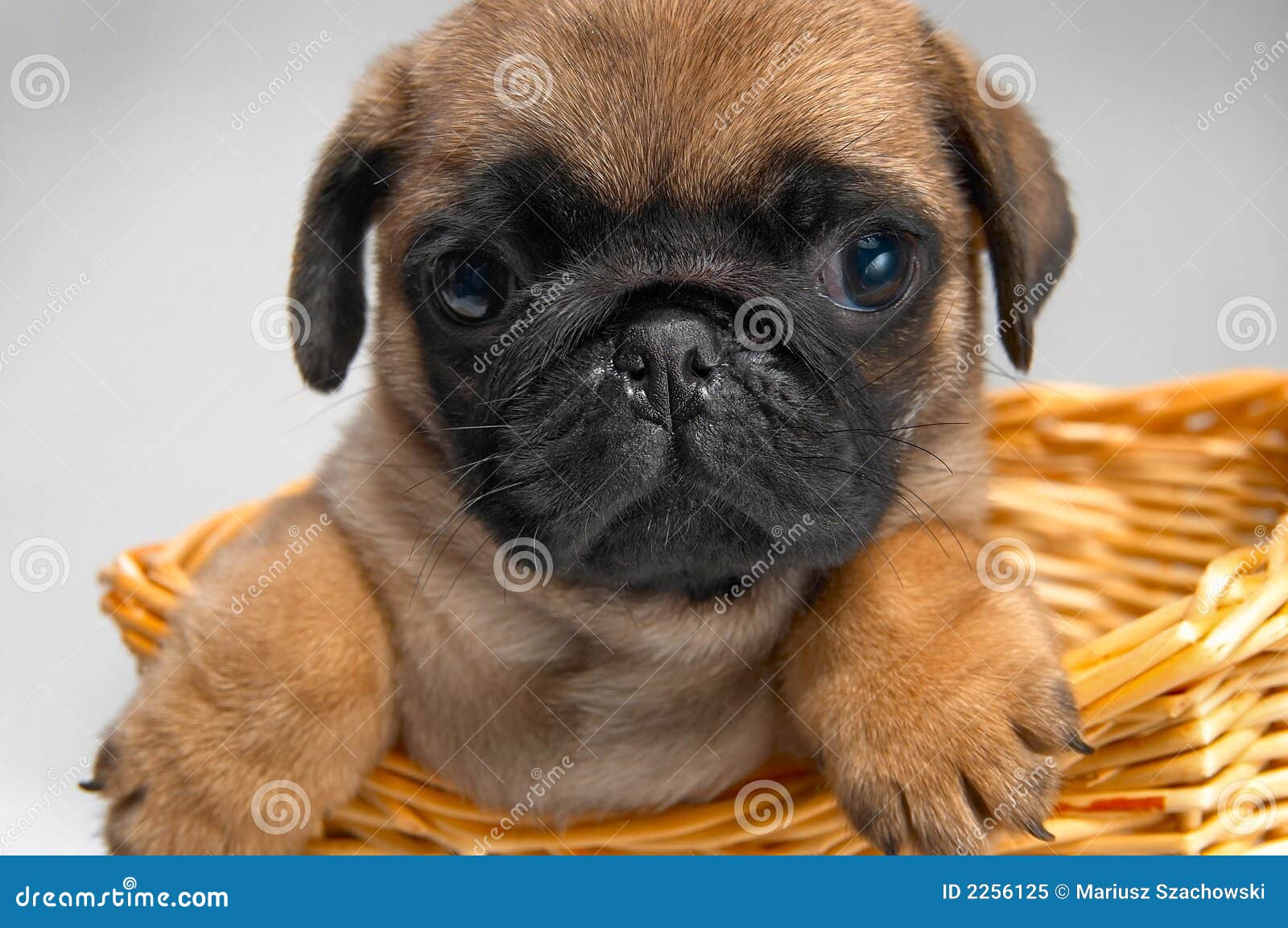 Pies Obraz. Obraz: 2256125