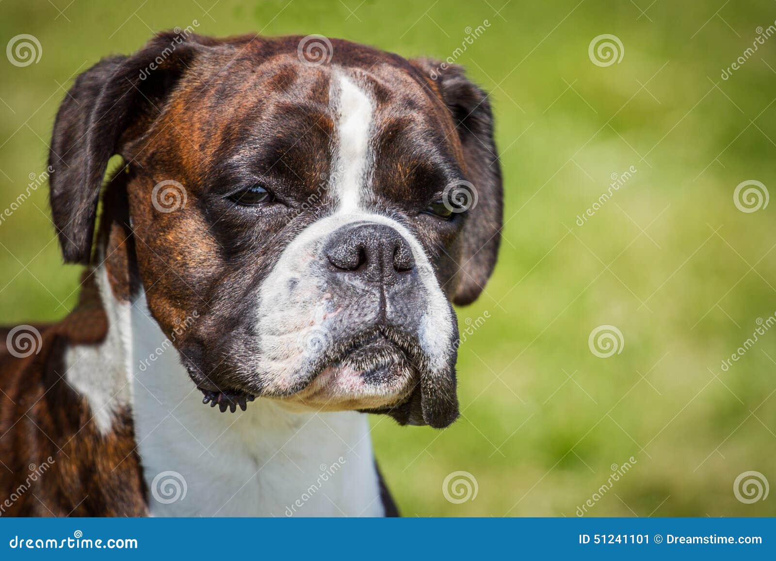 Pies boksera obraz stock. Obraz złożonej z greenbacks - 51241101