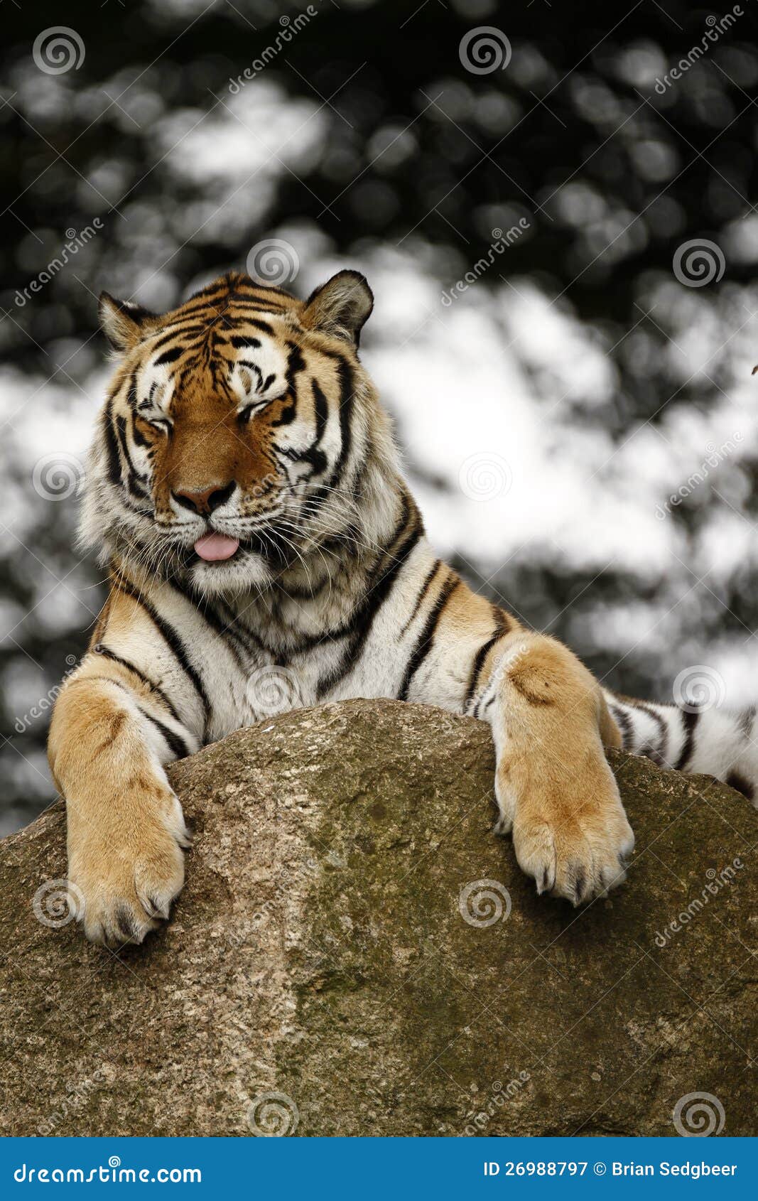 Pies del tigre imagen de archivo. Imagen de mentira, mordedura - 26988797