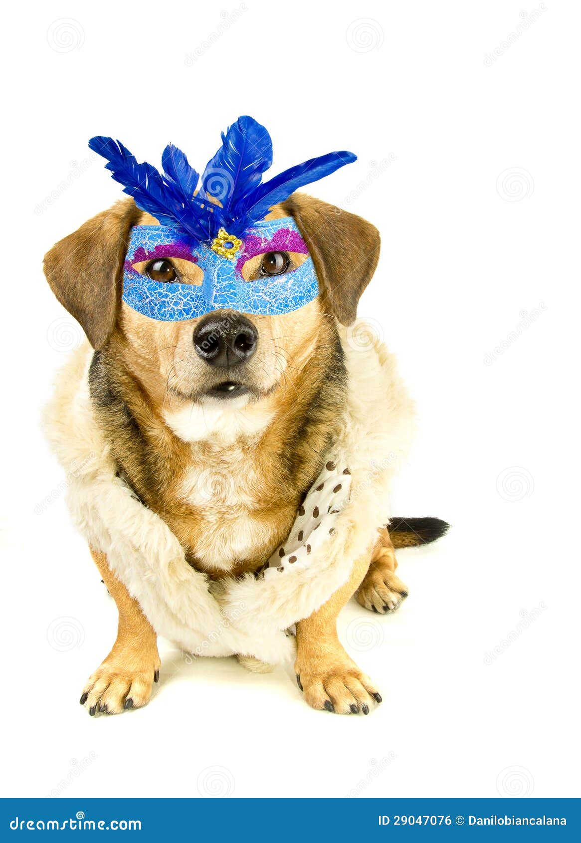Pies i maska zdjęcie stock. Obraz złożonej z ostrzeżenie - 29047076