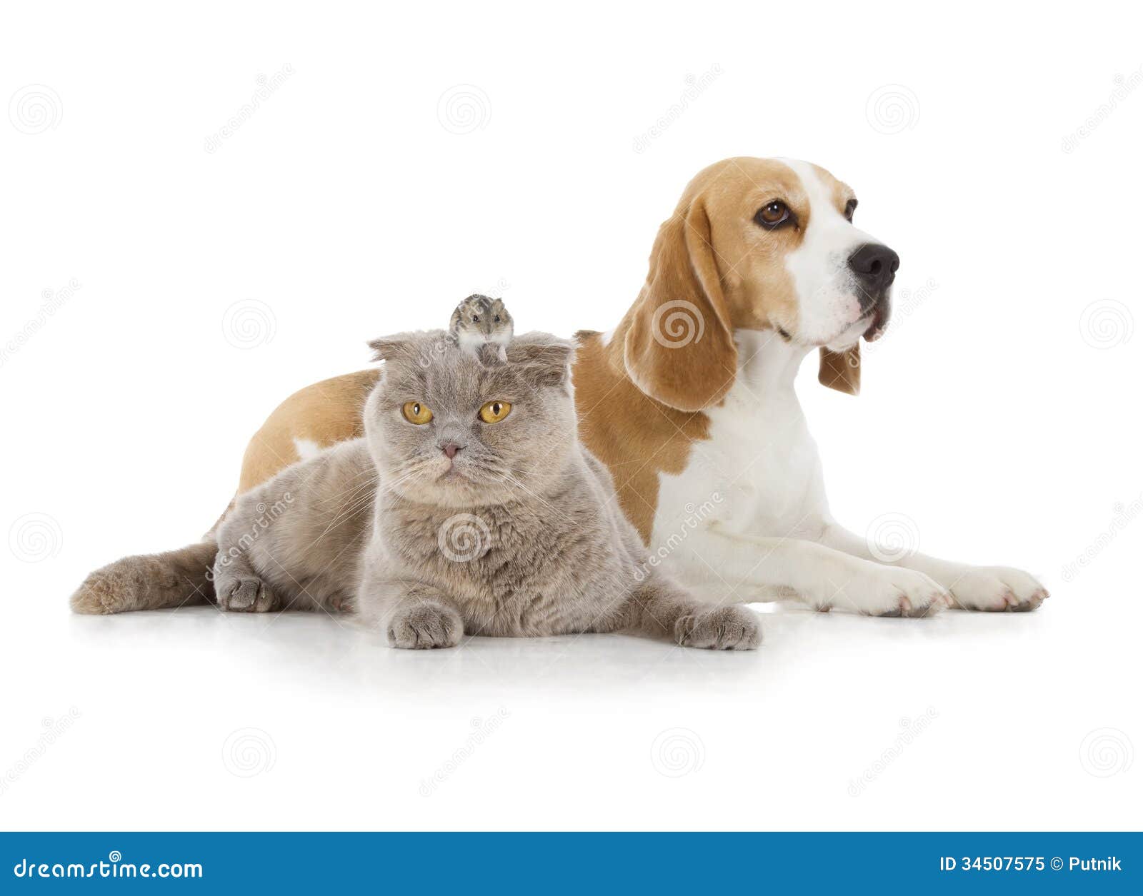 Pies, kot i mysz, obraz stock. Obraz złożonej z rodzina - 34507575