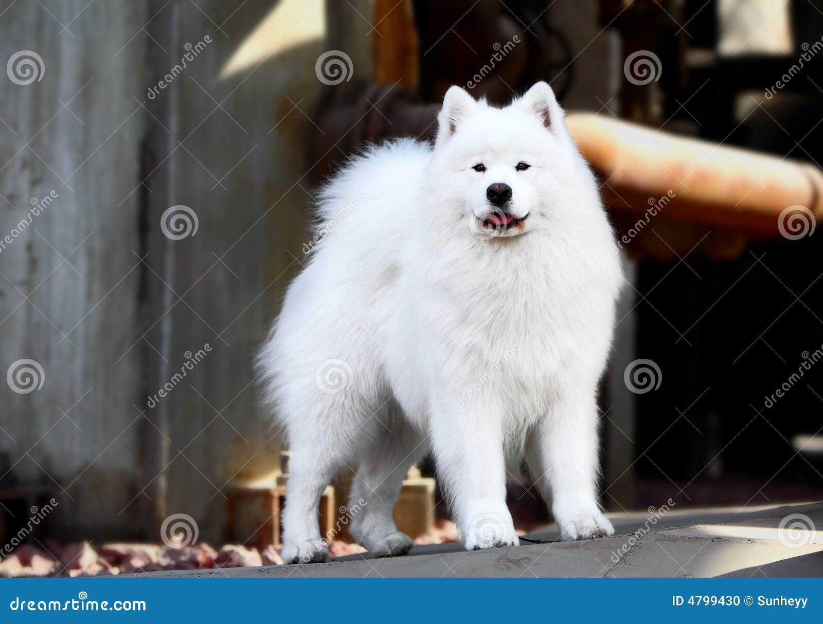 Pies samoyed zdjęcie stock. Obraz złożonej z ssak, łapa - 4799430