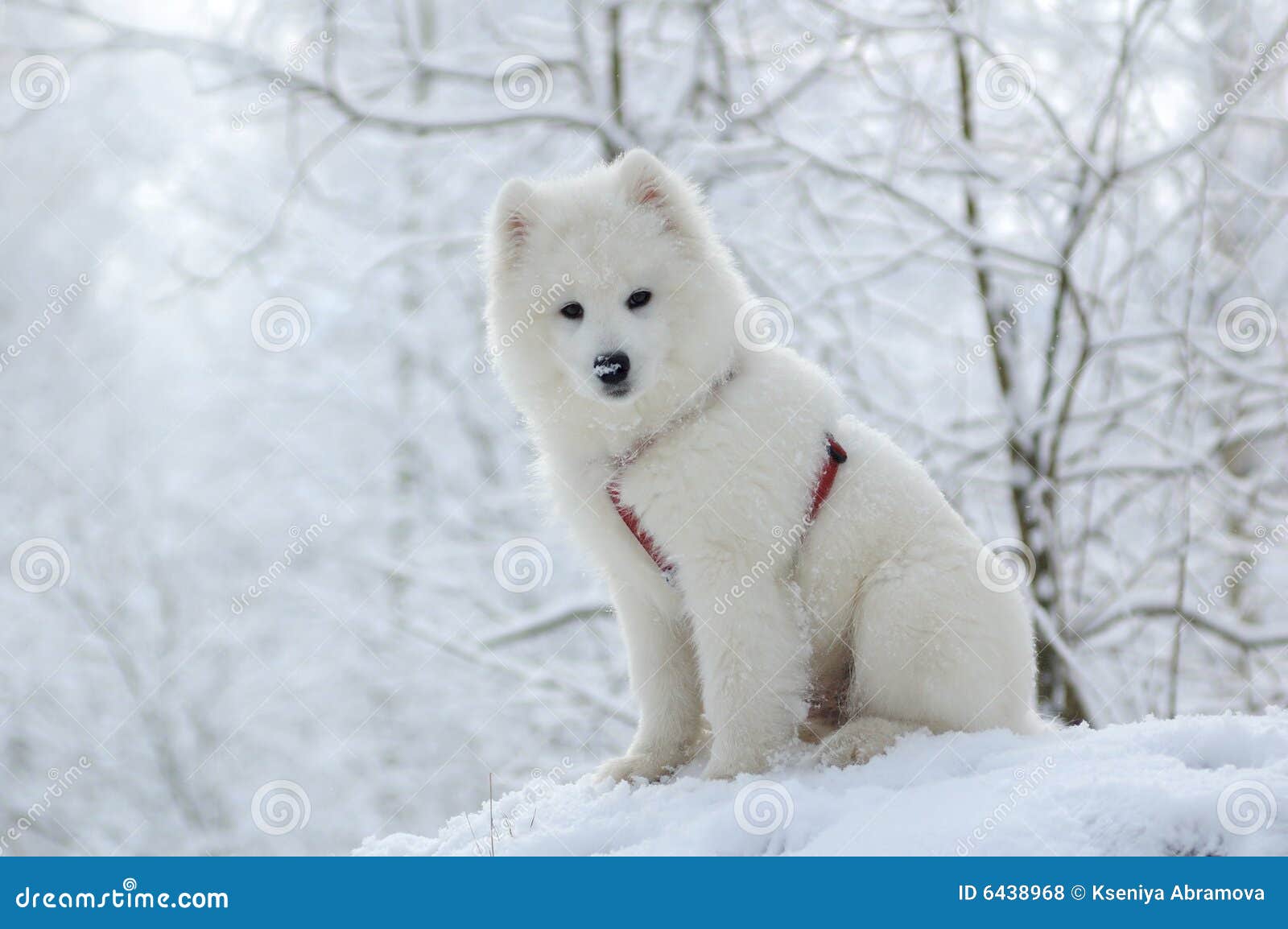 Pies samoyed zdjęcie stock. Obraz złożonej z eskimos, hokkaido - 6438968