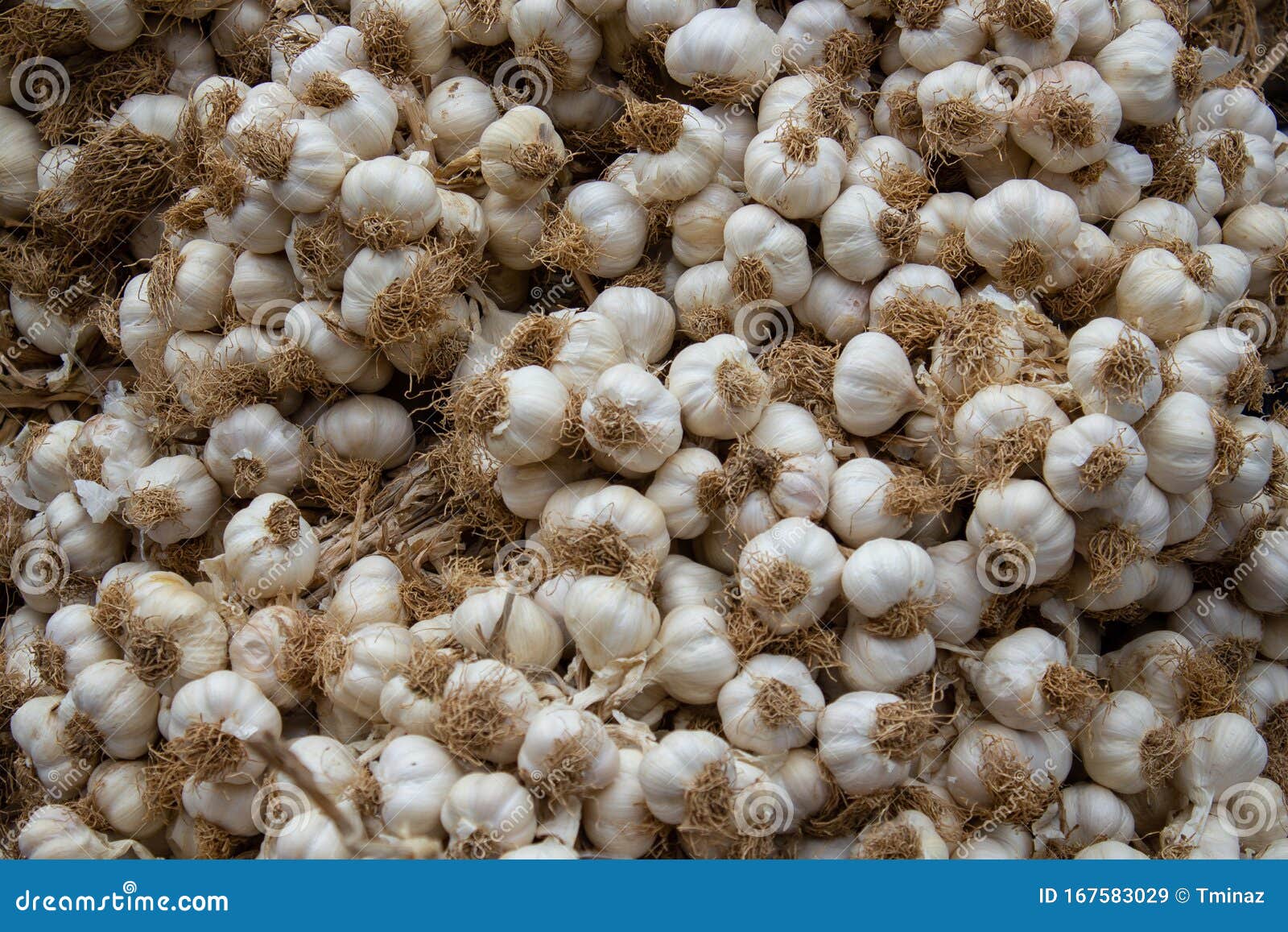 Pieza De Bultos De Ajo Seco Blanco Imagen de archivo - Imagen de cocina ...