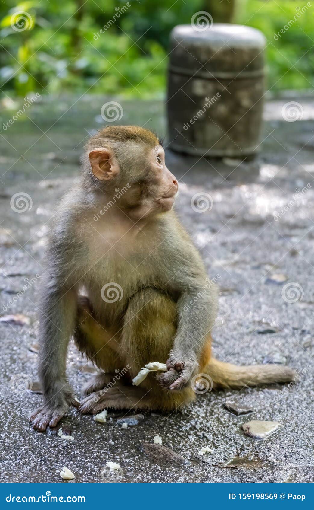Pieza De Fruta De Mono a Comer Imagen de archivo - Imagen de pedazo ...