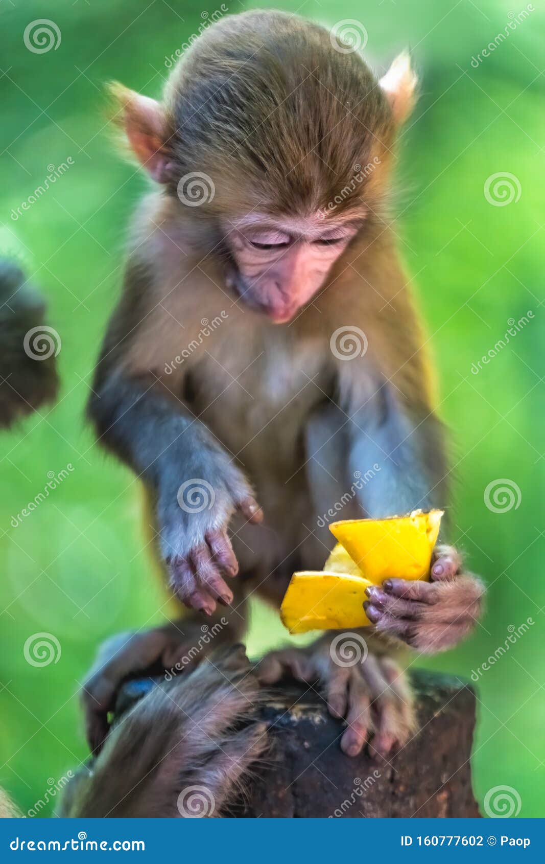 Pieza De Fruta De Mono a Comer Foto de archivo - Imagen de hambriento ...