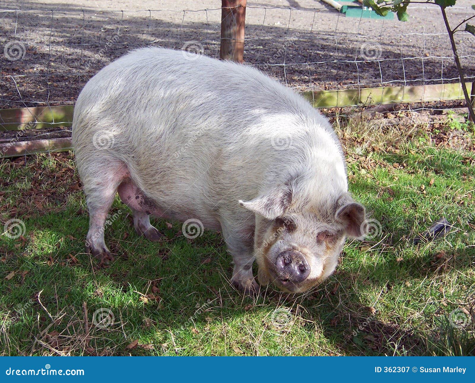 Pig 1 stock image. Image of snout, fauna, porcine, life - 362307