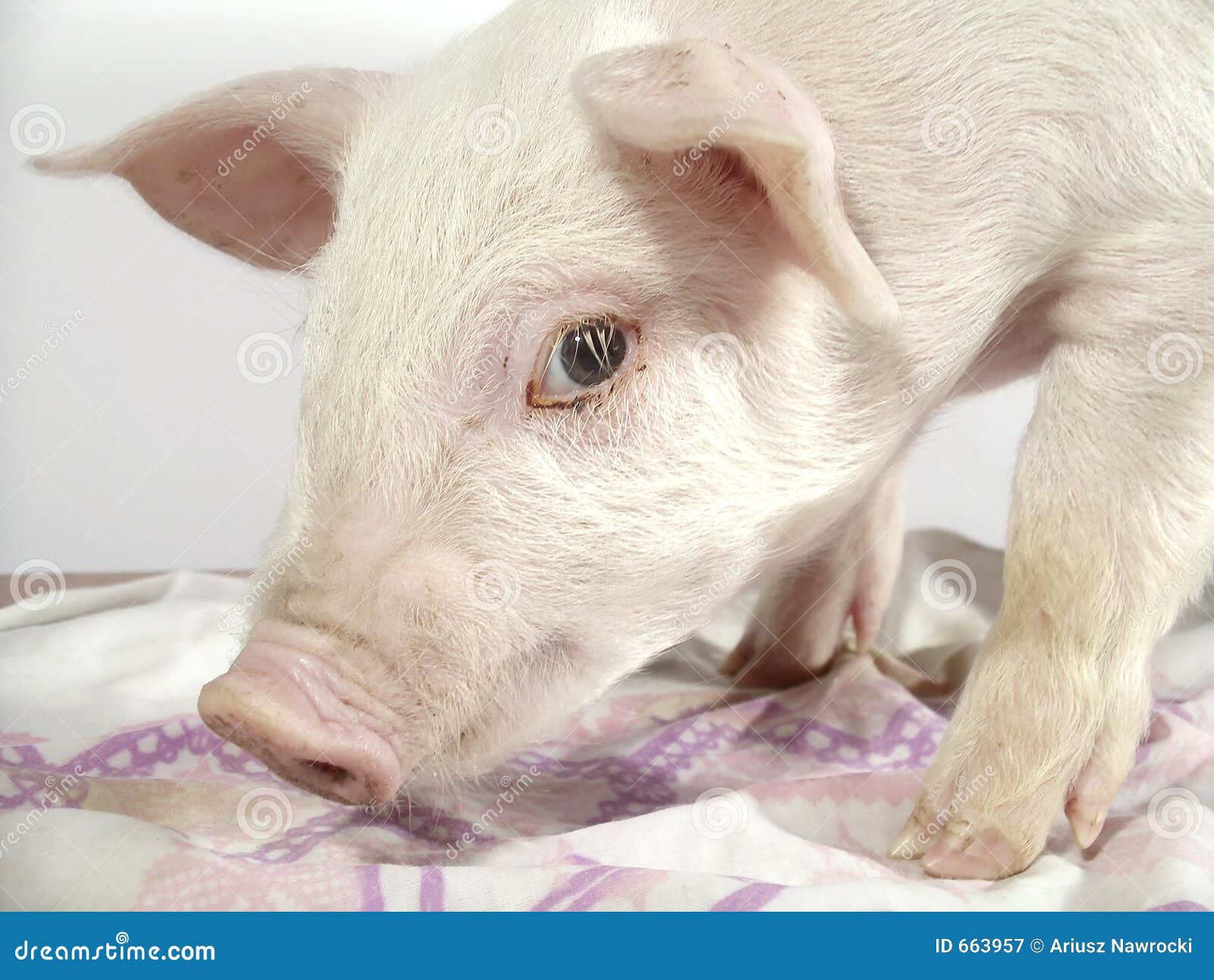 Pig 1 stock image. Image of easter, organic, family, piglet - 663957