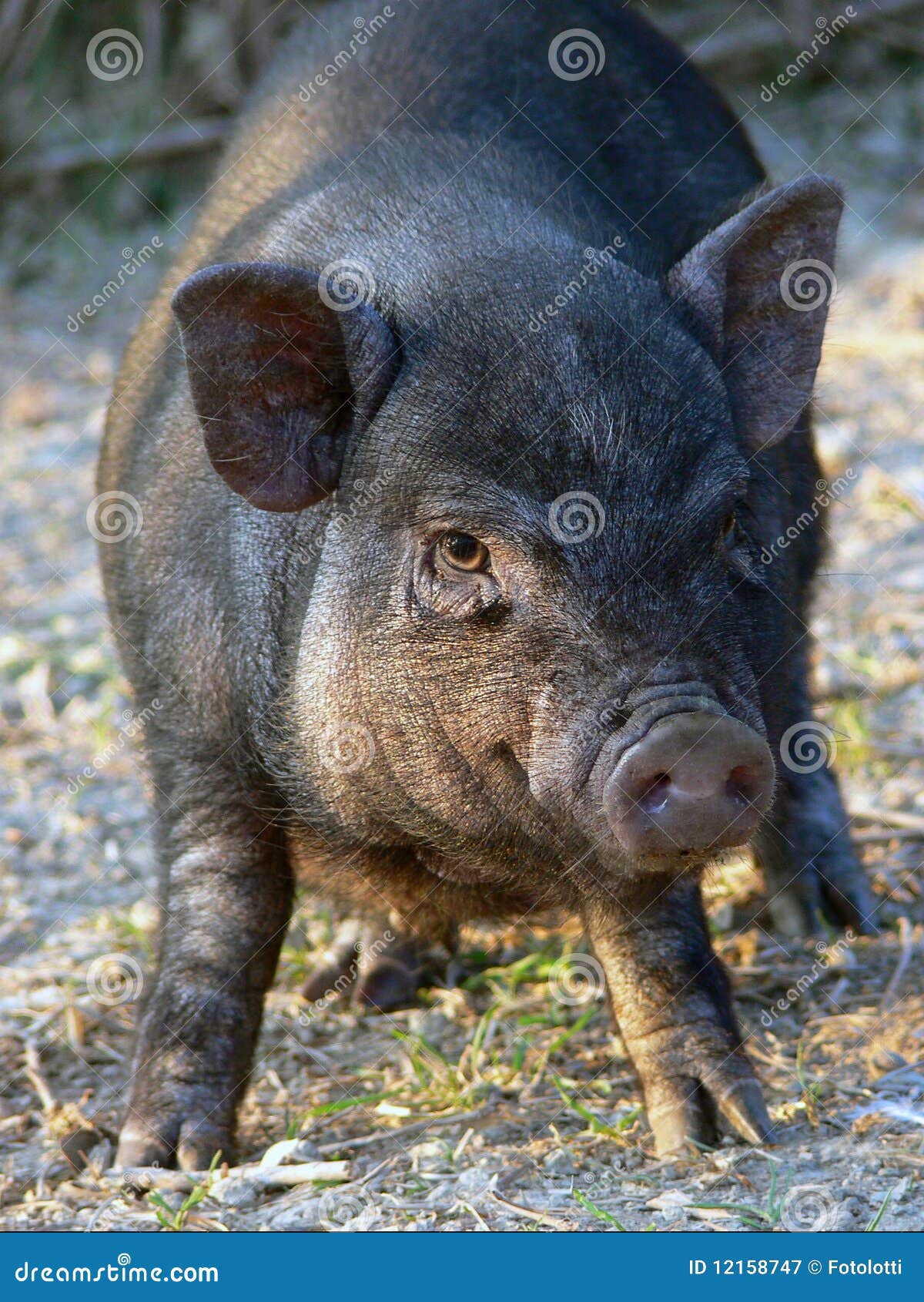 Pig stock image. Image of funny, scene, vegetarian, steak - 12158747