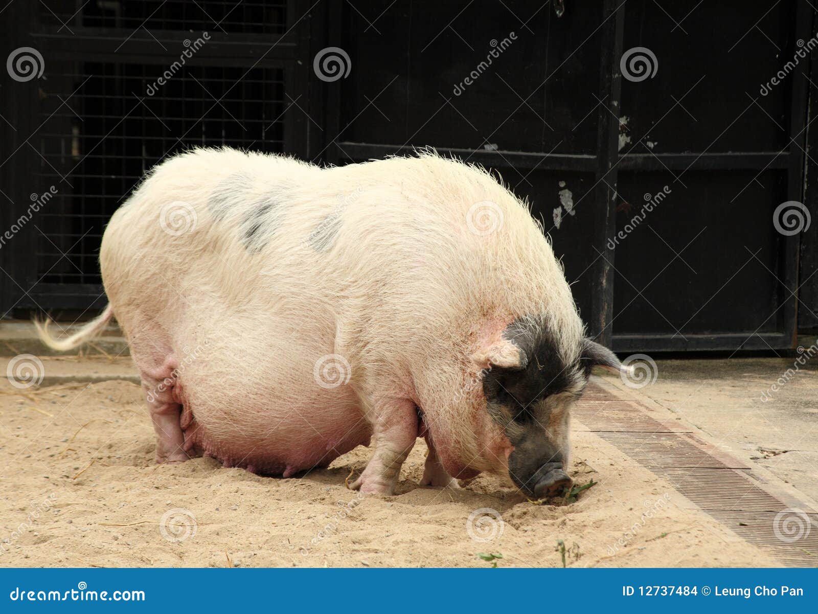 Pig stock photo. Image of nice, eyes, farming, boar, curious - 12737484