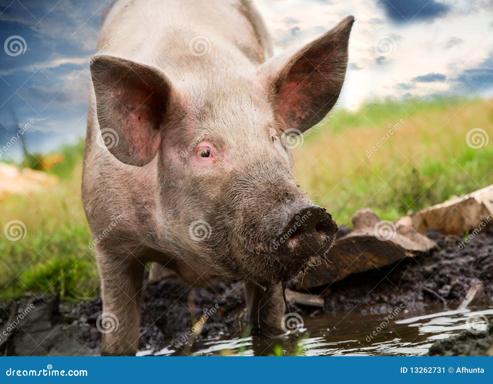 Pig stock image. Image of dirty, grass, danger, poisonous - 13262731