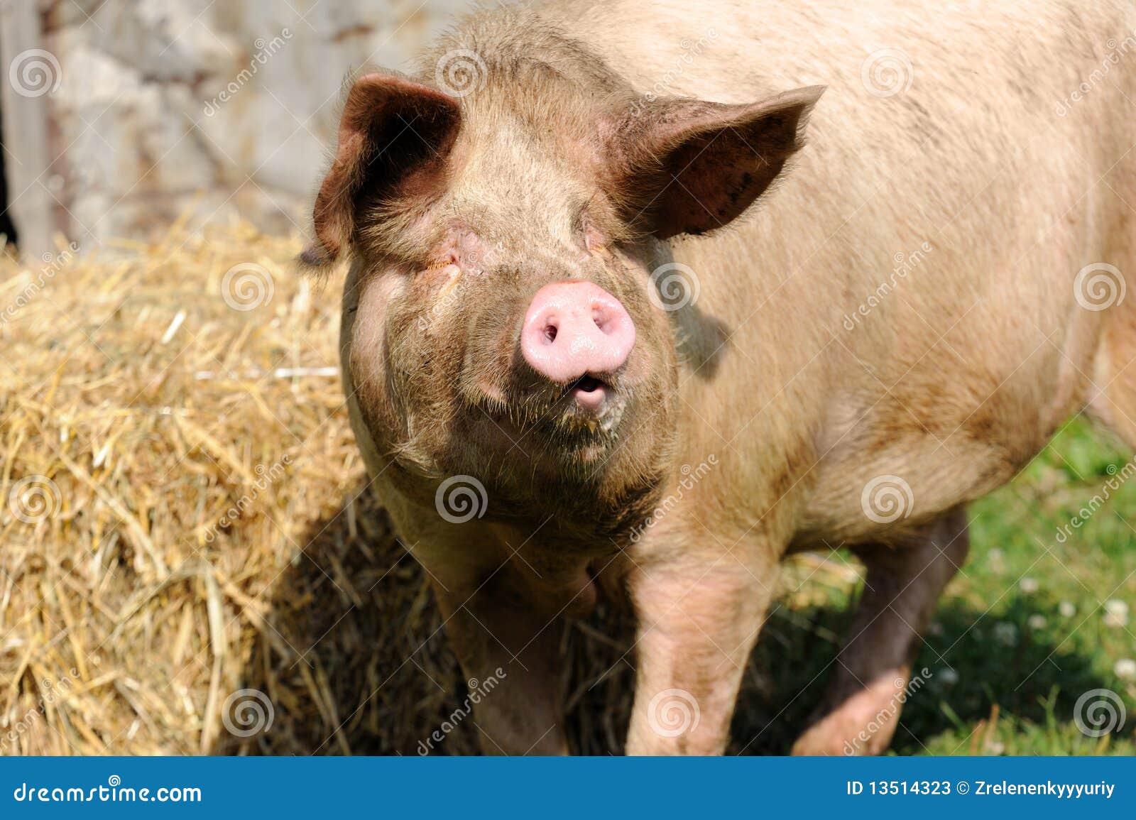 Pig stock image. Image of grass, mammals, curious, snort - 13514323