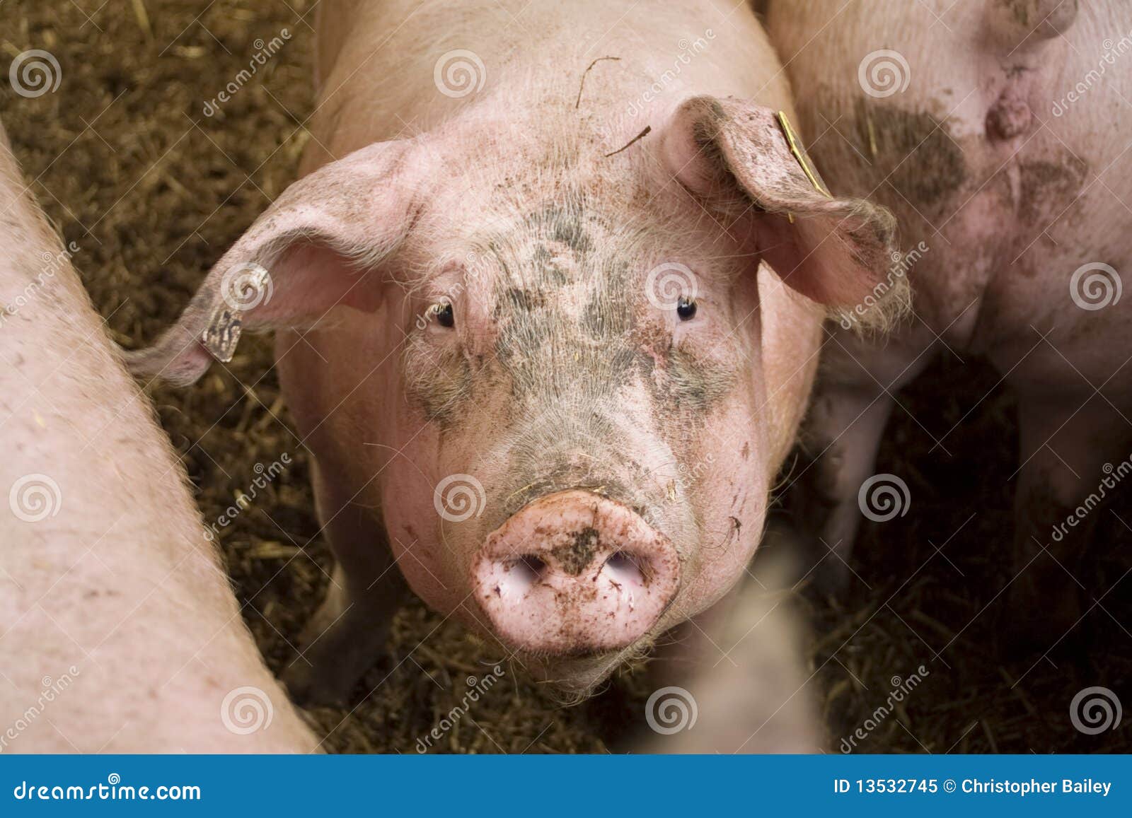 Pig stock image. Image of closeup, piggy, animal, ears - 13532745