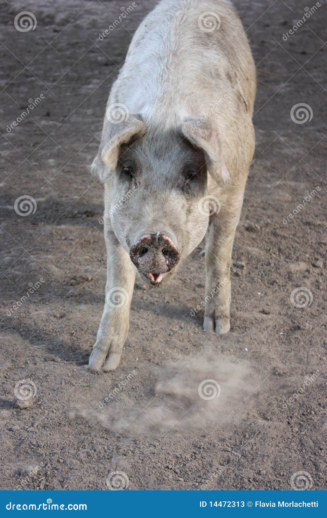 Pig stock image. Image of little, animal, farm, dirty - 14472313