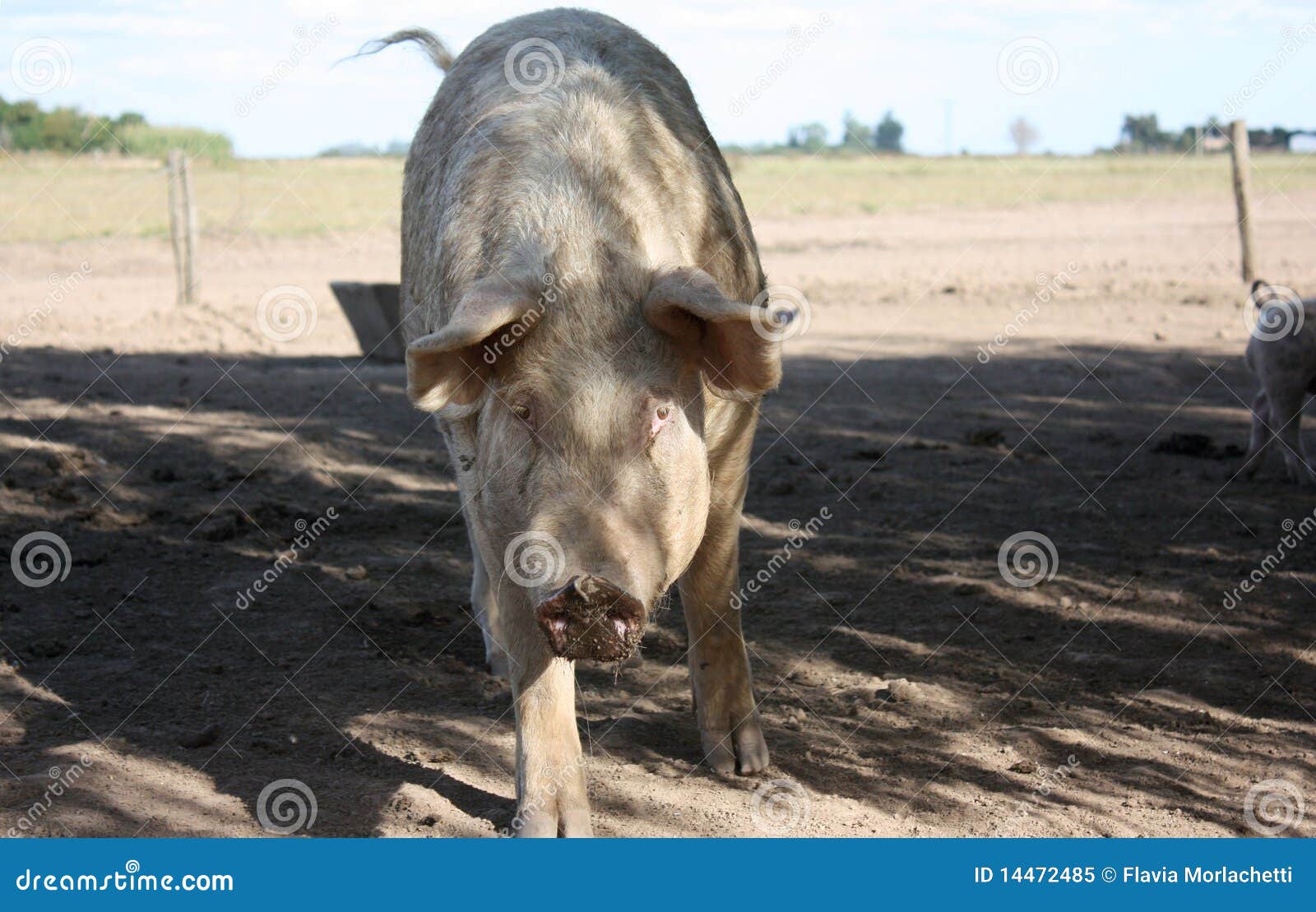 Pig stock image. Image of dirty, staring, pink, adorable - 14472485