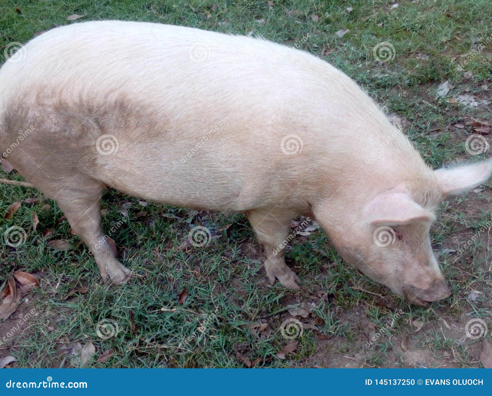 Pig stock photo. Image of months, five - 145137250