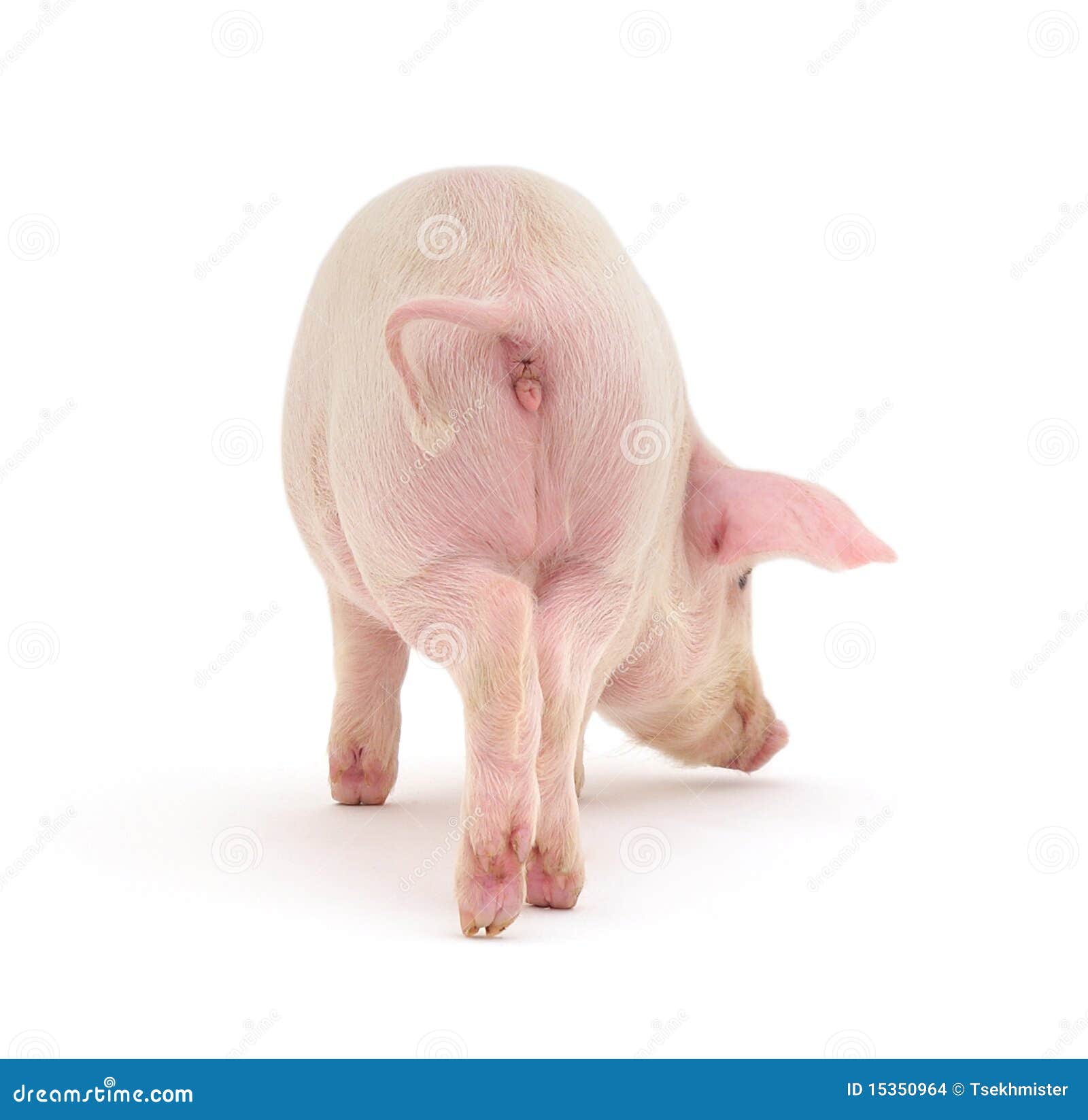 Pig stock photo. Image of rear, shot, animals, livestock - 15350964