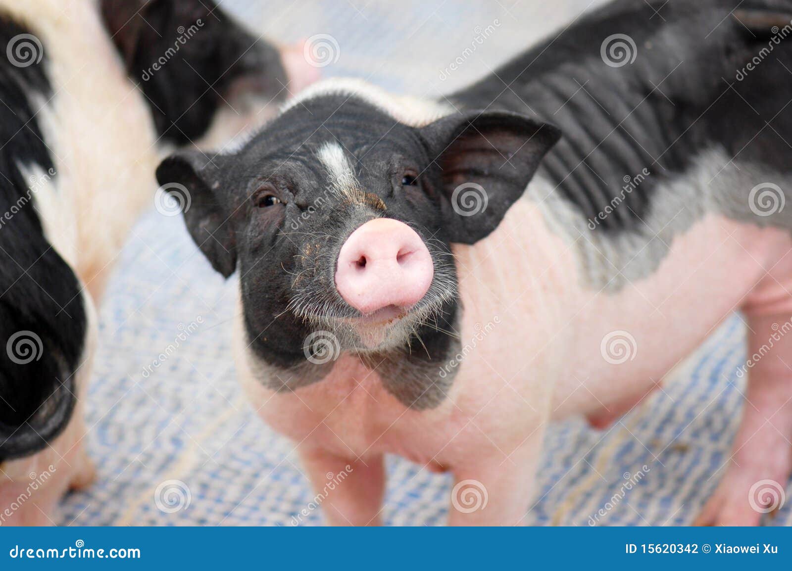 The pig stock photo. Image of snout, swine, looking, cute - 15620342