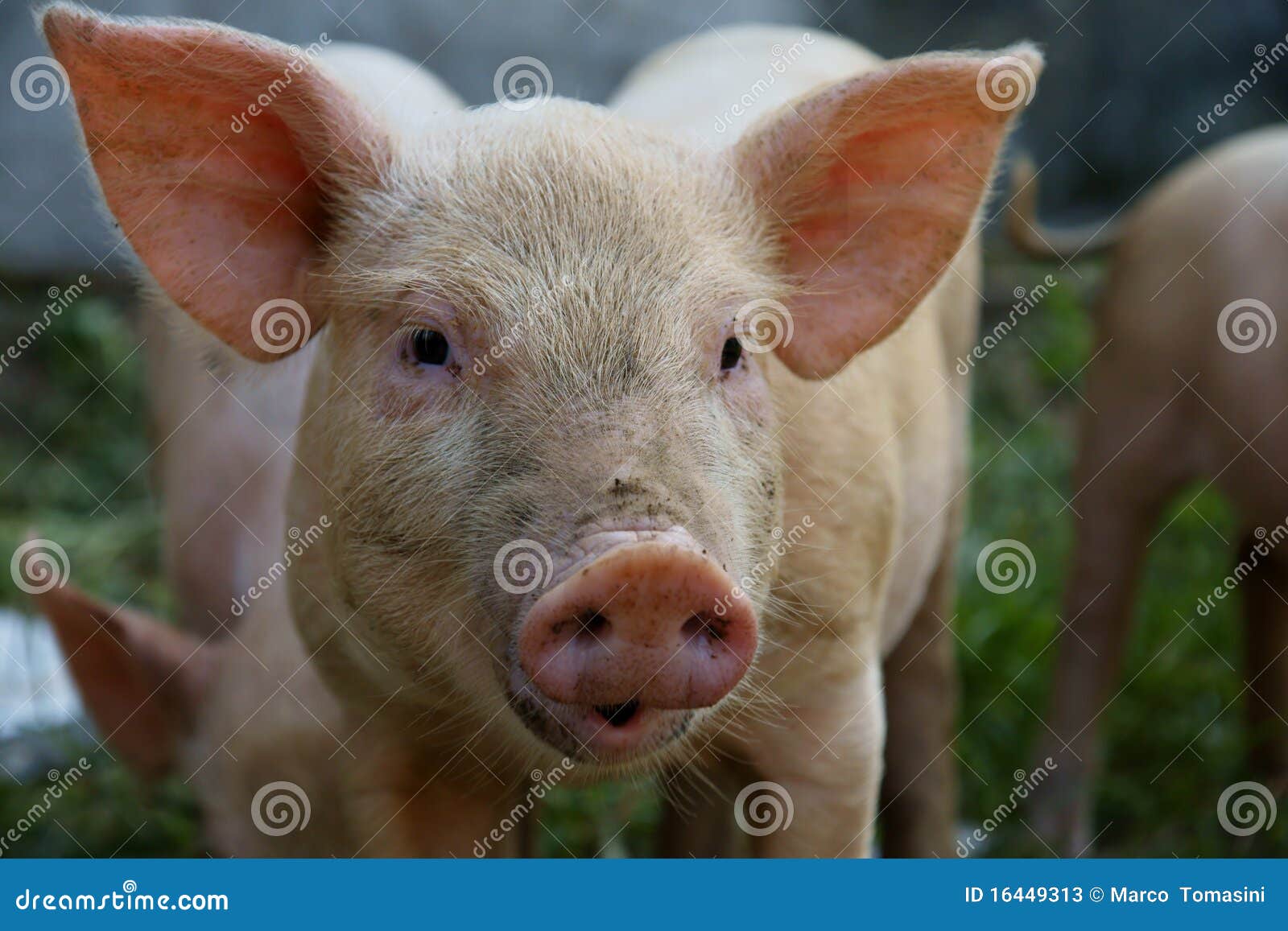 Pig stock image. Image of close, piglet, grunter, nice - 16449313