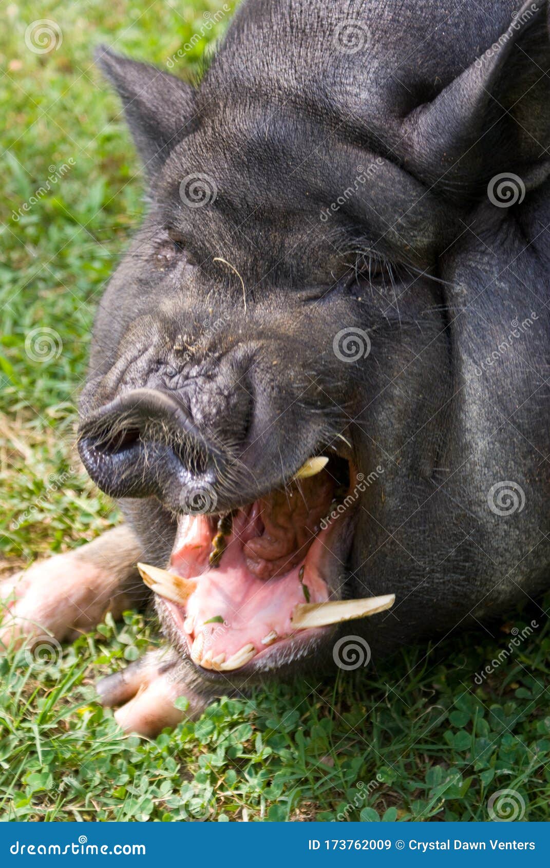 Pig stock image. Image of suid, park, babirusa, warthog - 173762009