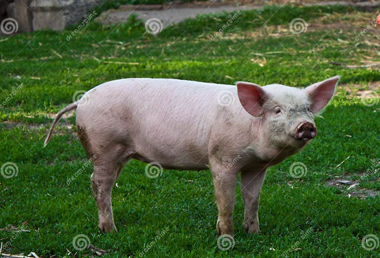 Pig stock photo. Image of mammal, large, great, color - 19602676