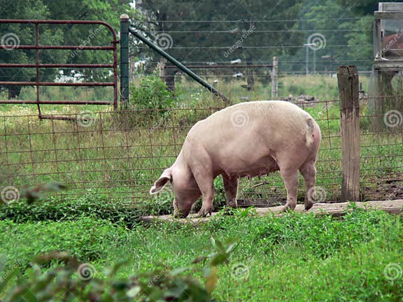 Pig 2 stock photo. Image of grunter, squealer, eating, pork - 206710