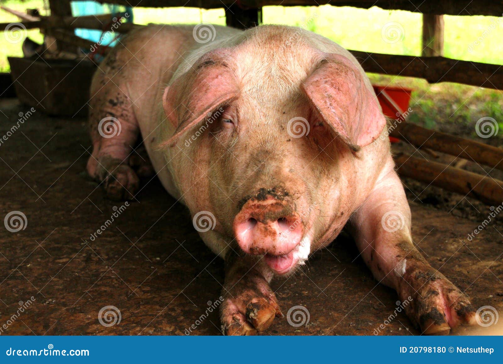 Pig stock photo. Image of life, fauna, cool, corral, health - 20798180