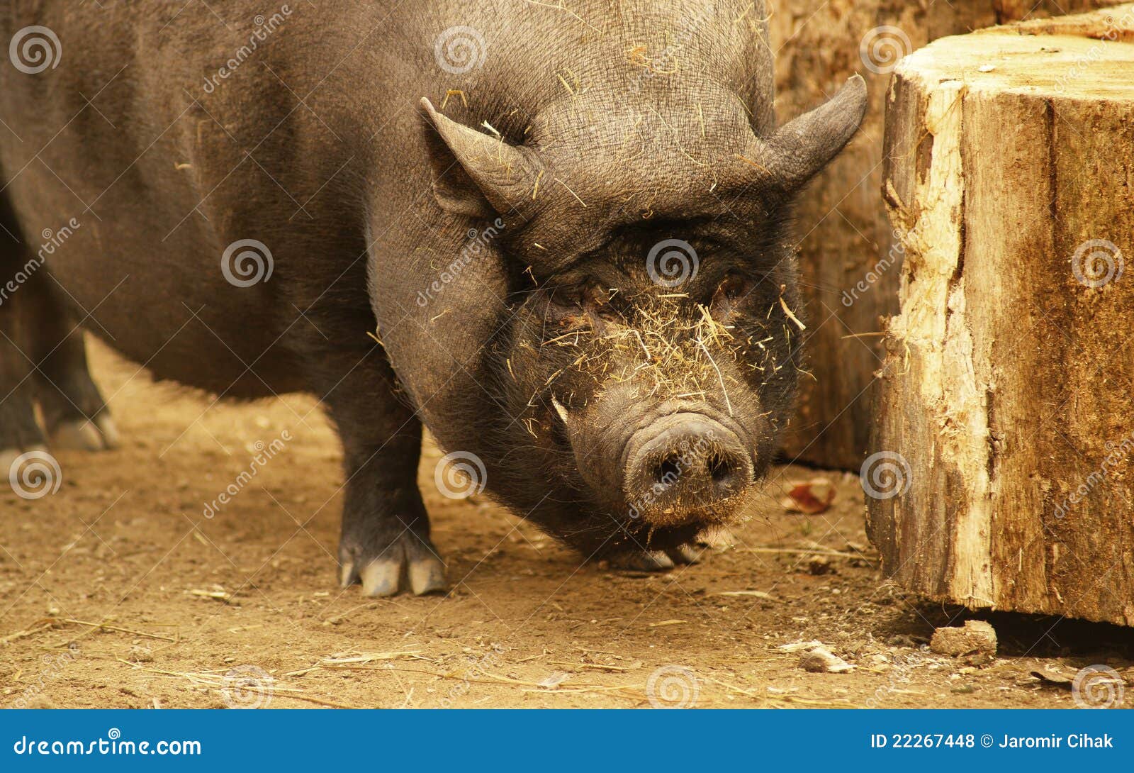 323 Pig Bred Stock Photos - Free & Royalty-Free Stock Photos from ...
