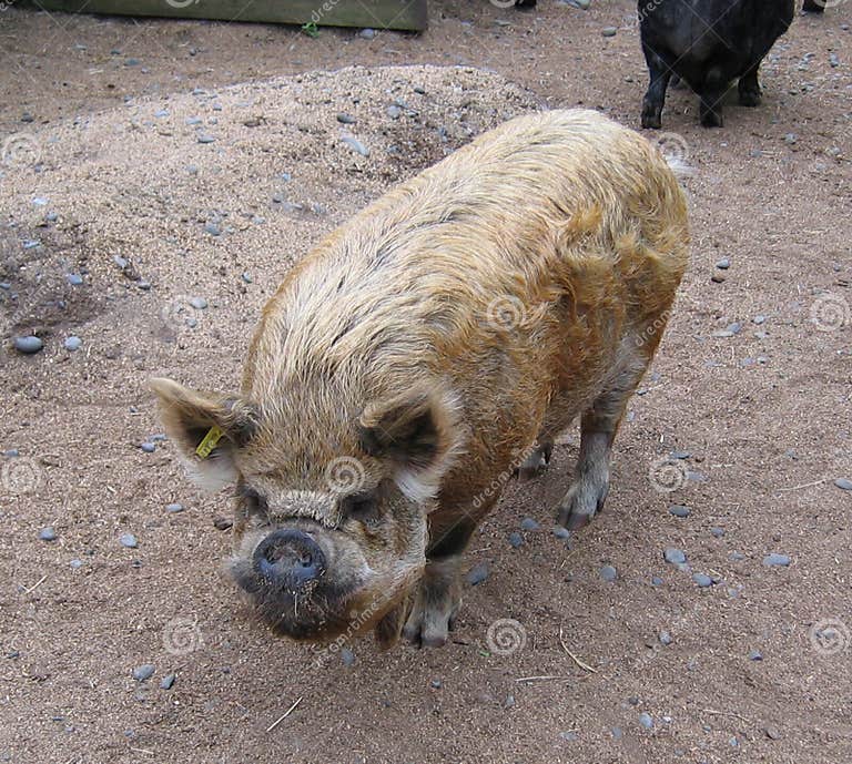 Pig stock image. Image of stand, stares, watching, staring - 23151