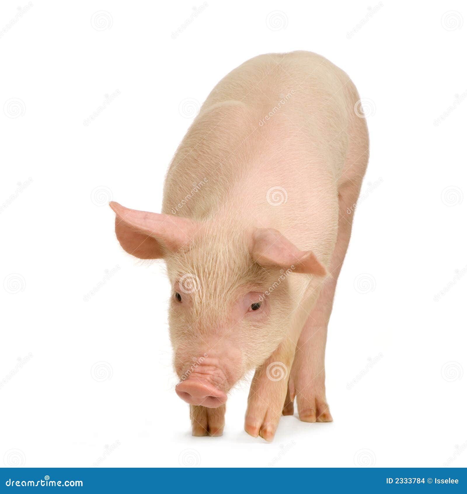 Pig stock photo. Image of piggy, domesticus, tailed, piglet - 2333784