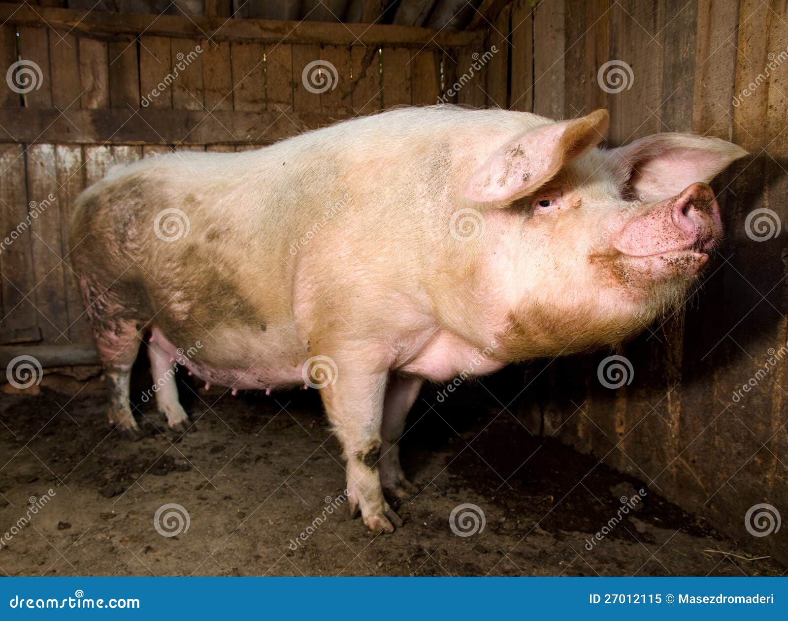 Pig stock image. Image of farm, enclosure, snout, swine - 27012115
